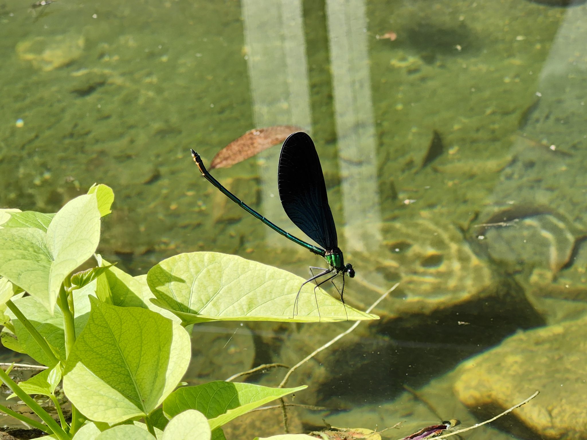 Ecological Scientific Research and Study Activities in Jiangxi Wuyishan ...