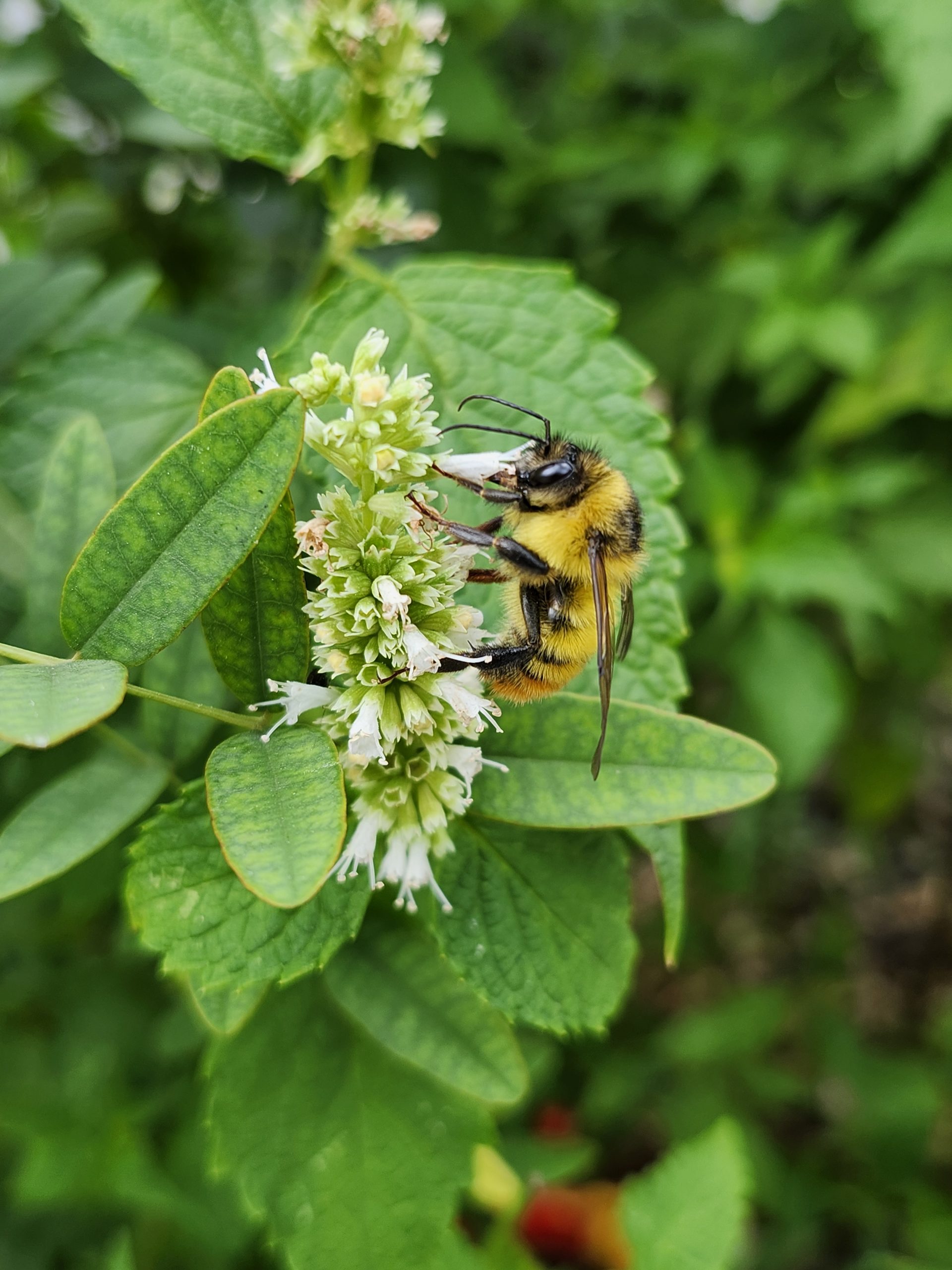Ecological Scientific Research and Study Activities in Jiangxi Wuyishan ...
